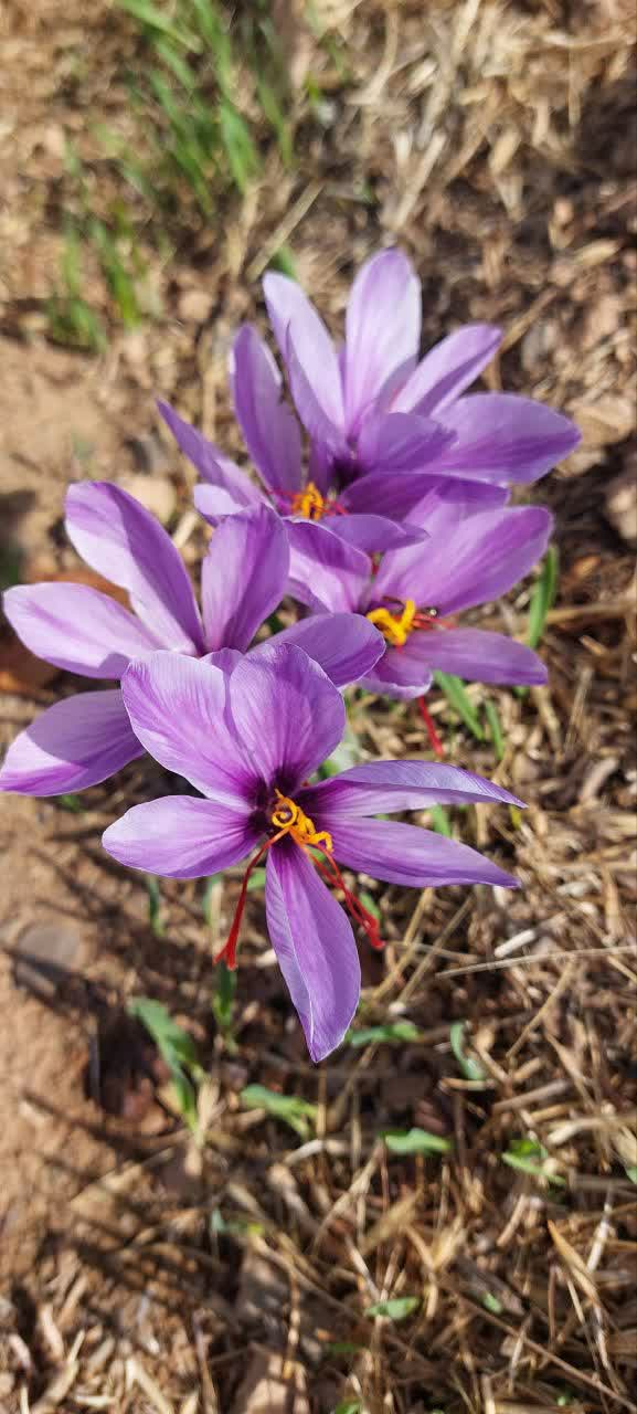 Iranian Saffron New Crop 2024-2025 - Elahidoost Saffron